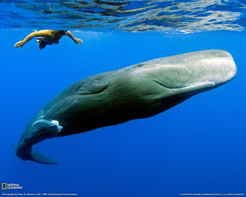 pottwal – Bunte Bilder