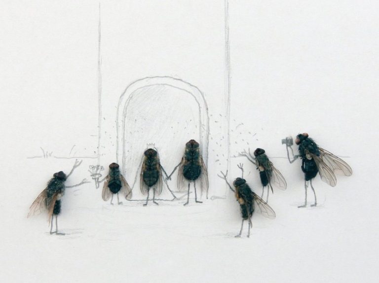 fliege – Bunte Bilder