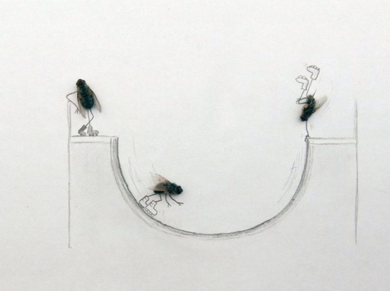 fliege – Bunte Bilder